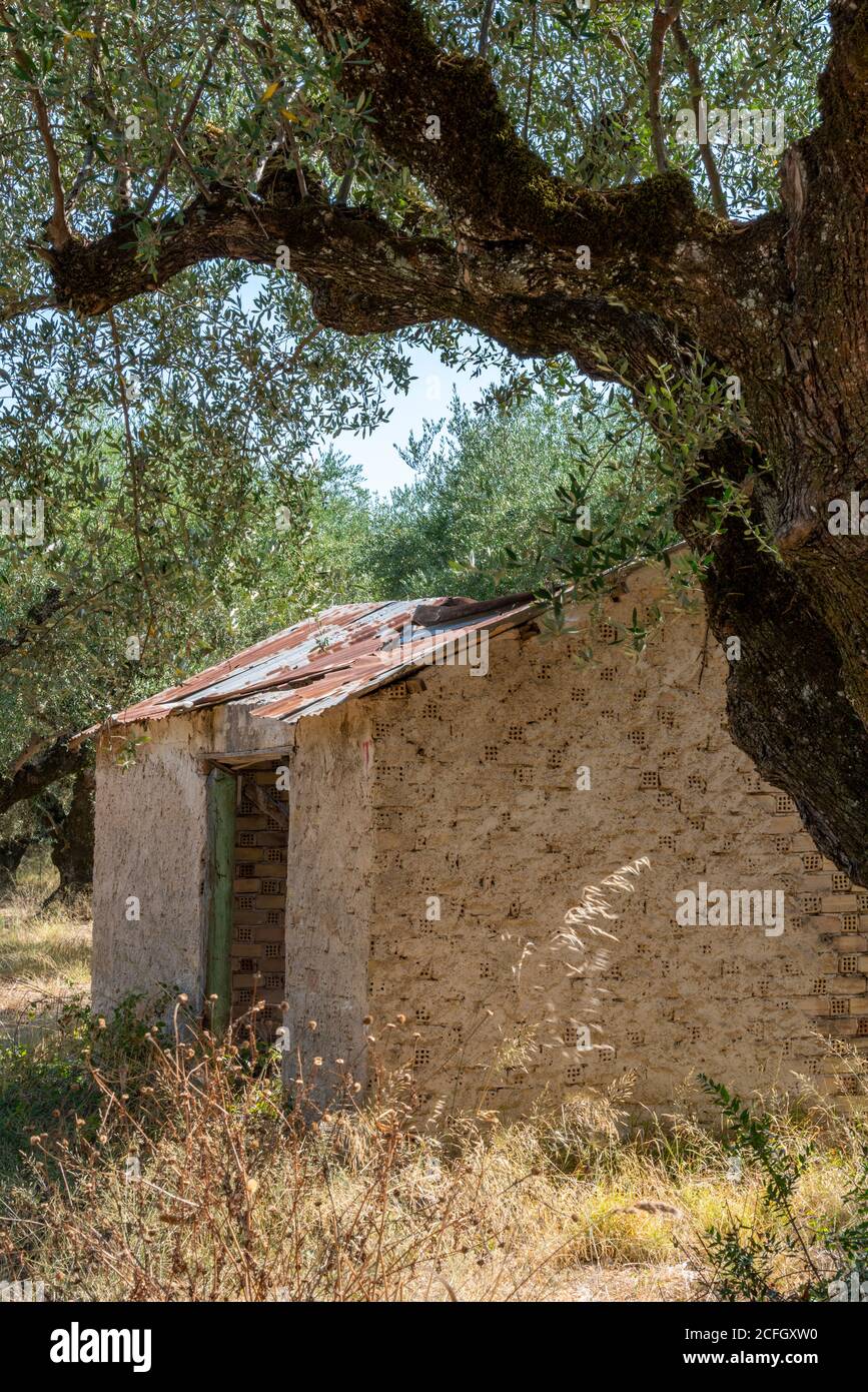 an old stone outbuilding or barn in a greek olive grove Stock Photo - Alamy