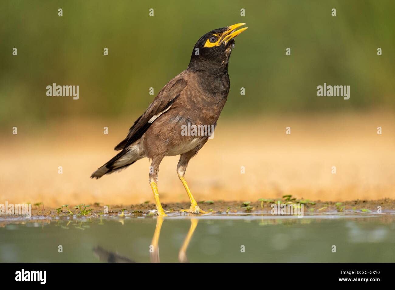 Indian myna bird hi-res stock photography and images - Alamy