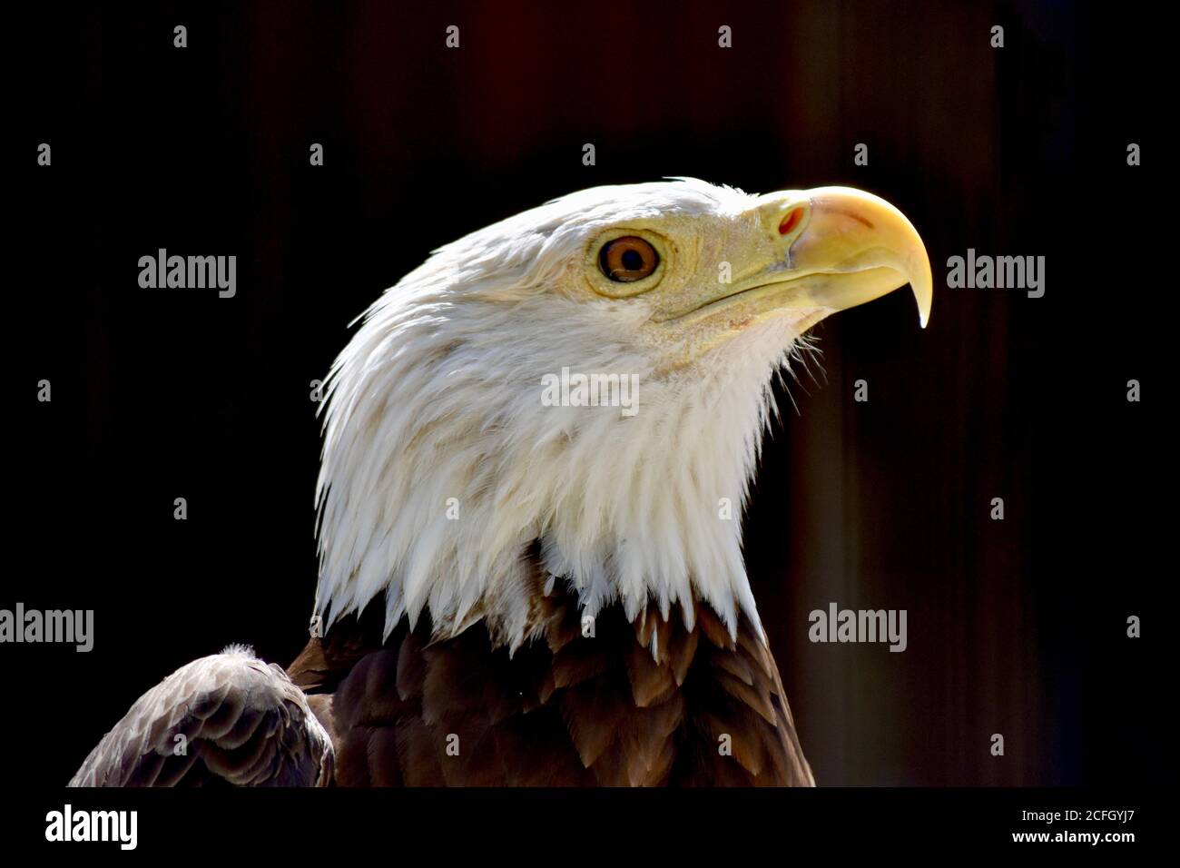 Bald head preserve hi-res stock photography and images - Alamy