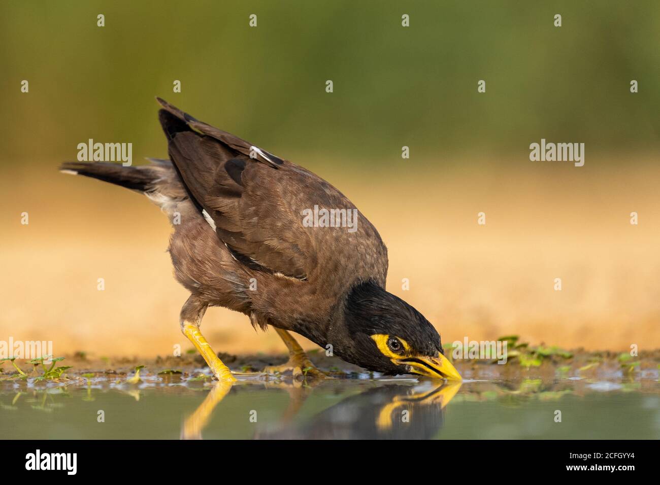 common myna or Indian myna (Acridotheres tristis Stock Photo - Alamy