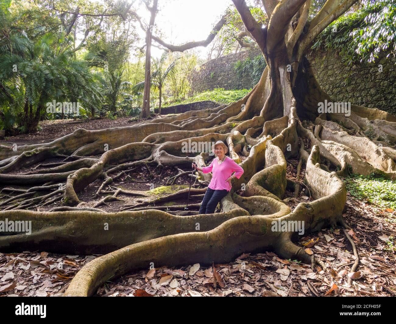 A maze of roots hi-res stock photography and images - Alamy