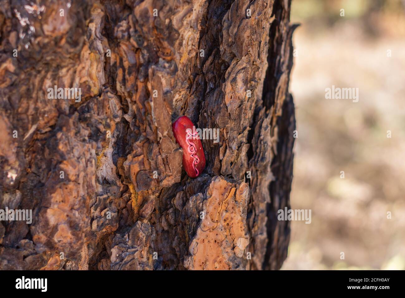 Red painted rock placed in tree bark Stock Photo - Alamy