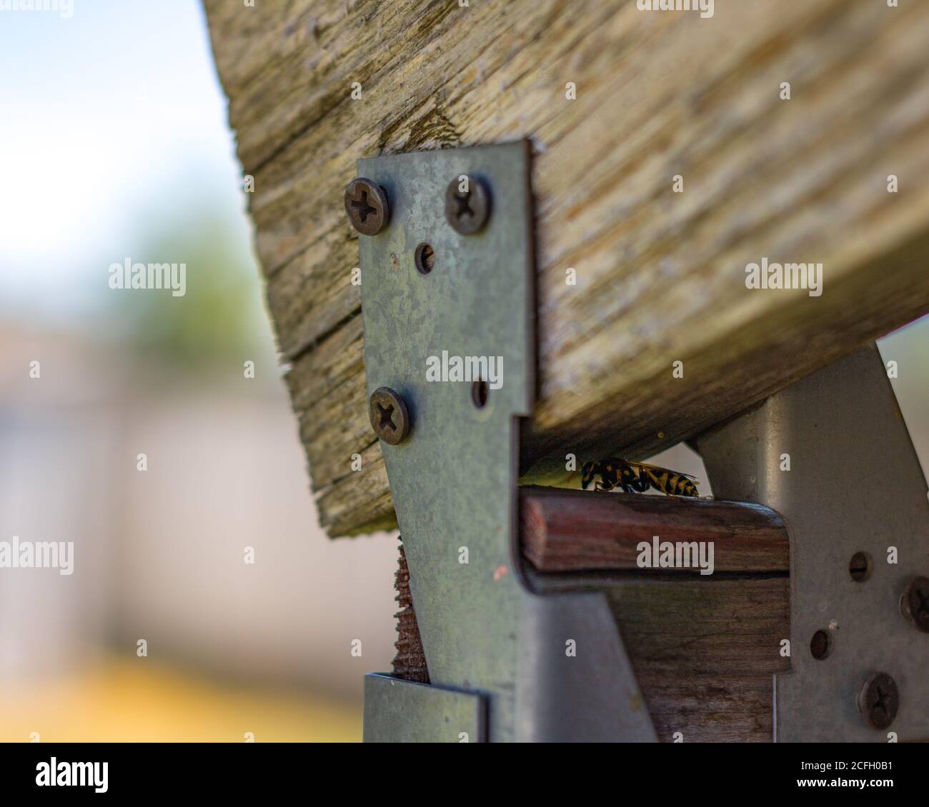 Bee hiding under wood overhang Stock Photo - Alamy