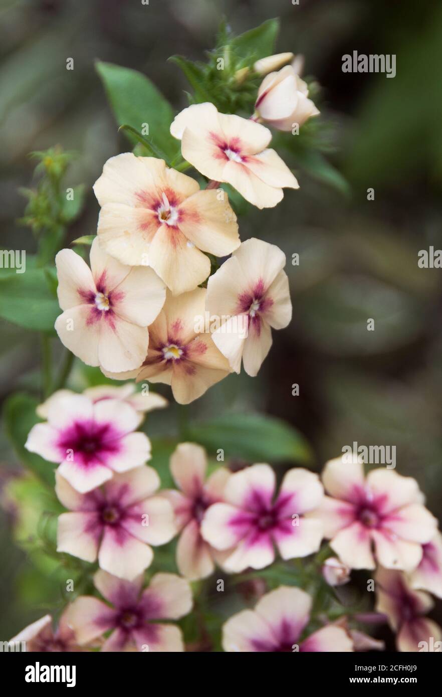 Phlox drummondii grandiflora 'Crème Brûlée' Stock Photo - Alamy