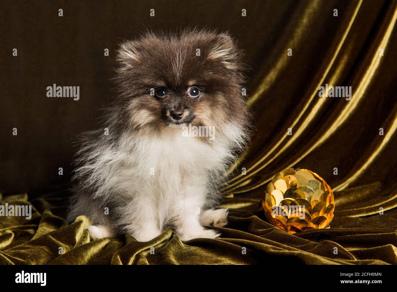 Baby pomeranian spitz playing hi-res stock photography and images - Alamy