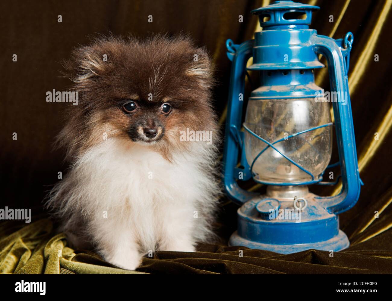 Pomeranian Spitz dog puppy and lantern Stock Photo - Alamy