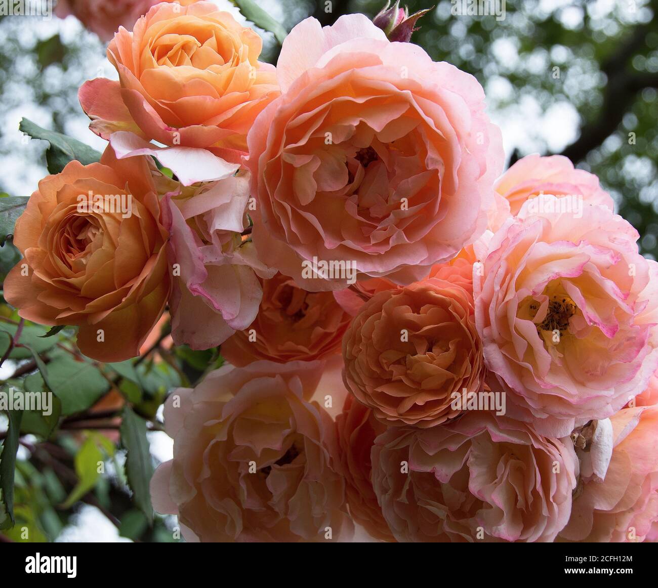 Rosa 'Lady Emma Hamilton' Stock Photo - Alamy