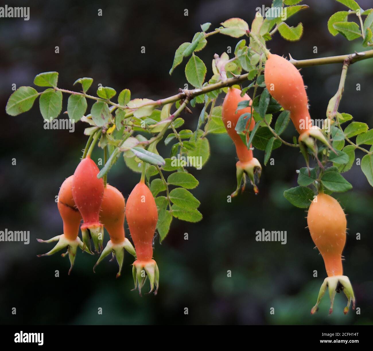 Eye catching rose hips hi-res stock photography and images - Alamy