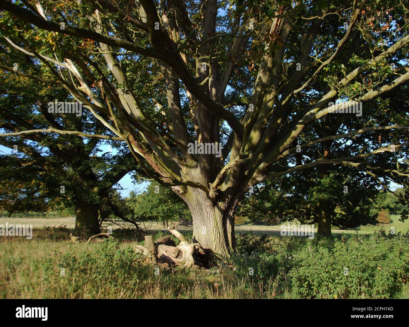 Pollard park hi-res stock photography and images - Alamy