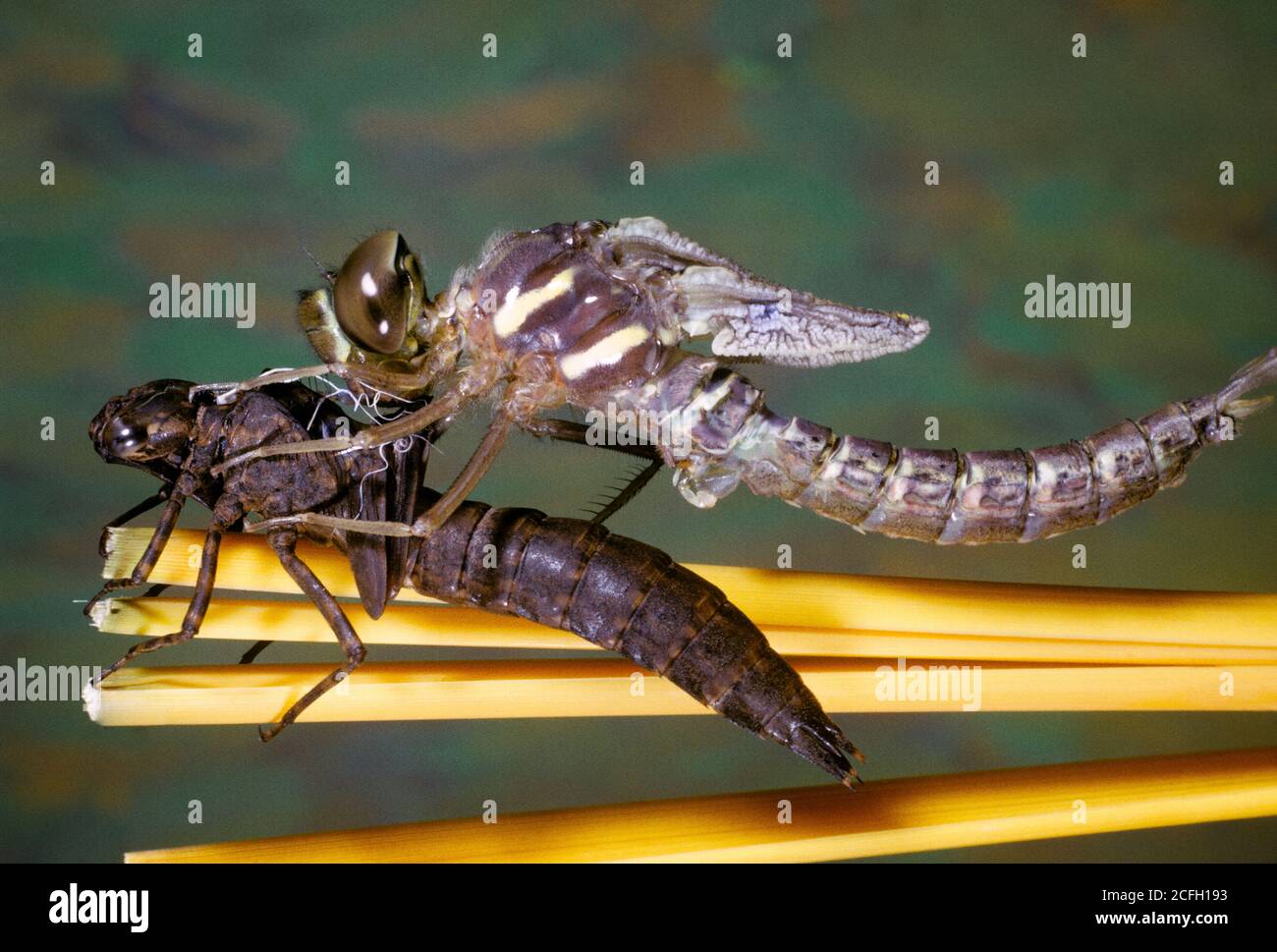 1980s METAMORPHOSIS SEQUENCE 4 DRAGONFLY SHEDDING FROM THE NYMPH ...