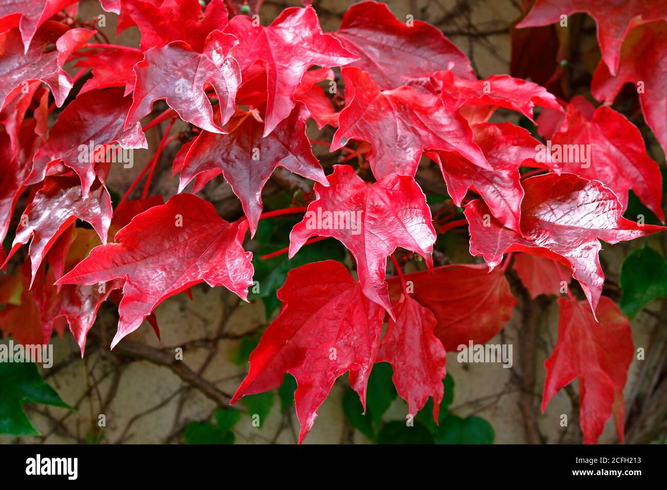 The pretty color of Parthenocissus tricuspidata Stock Photo - Alamy
