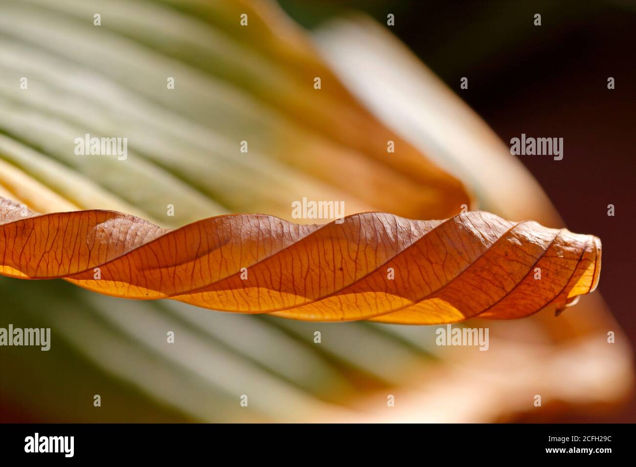 Curled up leaves hi-res stock photography and images - Alamy
