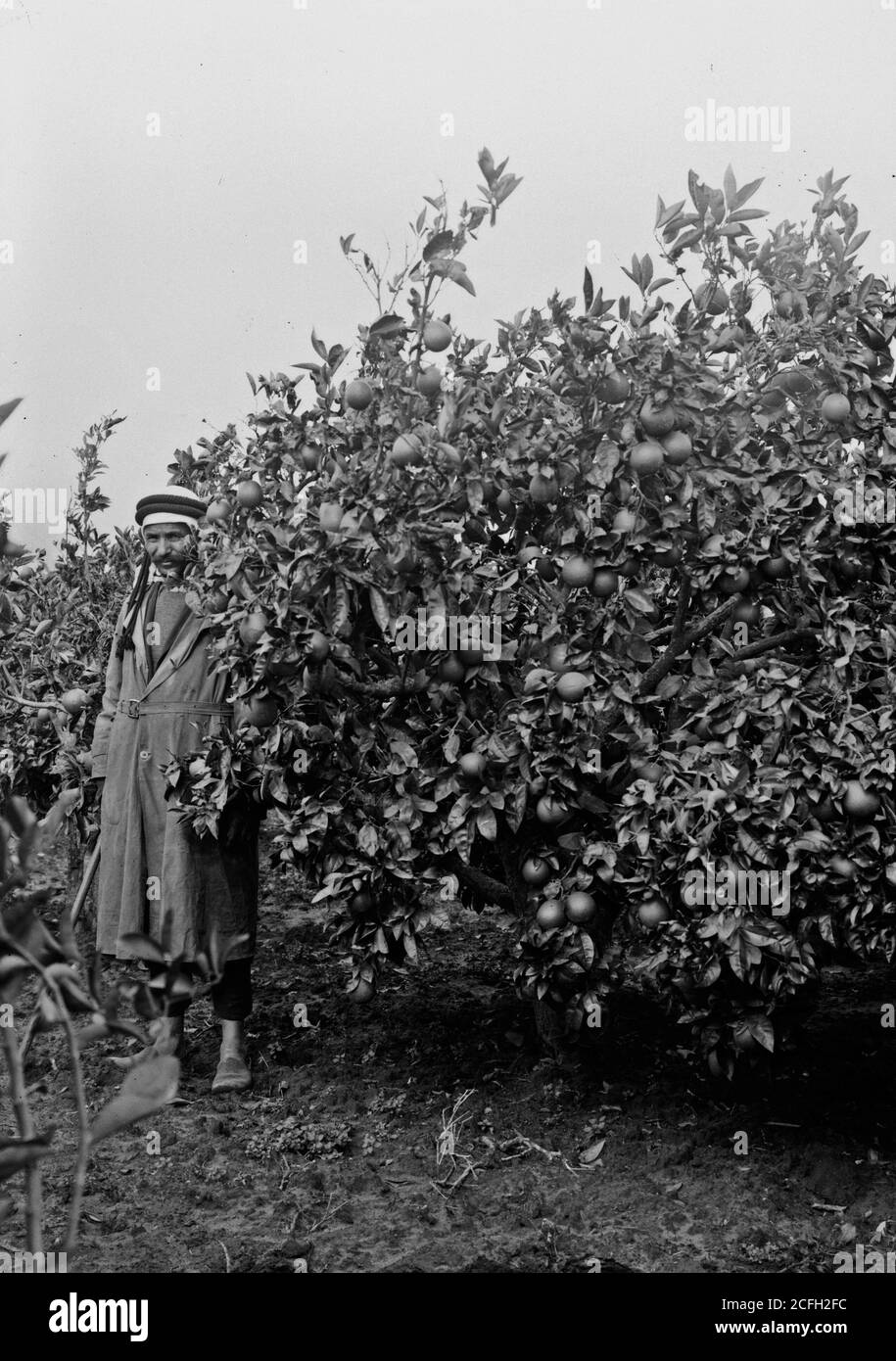 Jaffa orange culture. Orange tree loaded with fruit ca. 1900 Stock ...