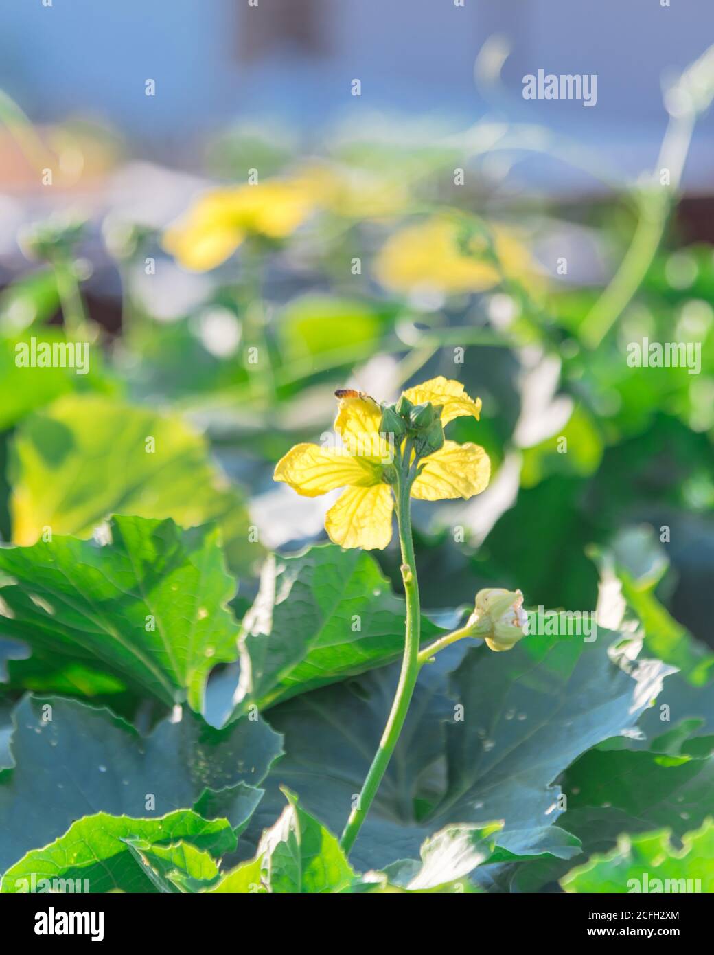Organic Luffa plant with blossom yellow flowers on pergola at homegrown ...