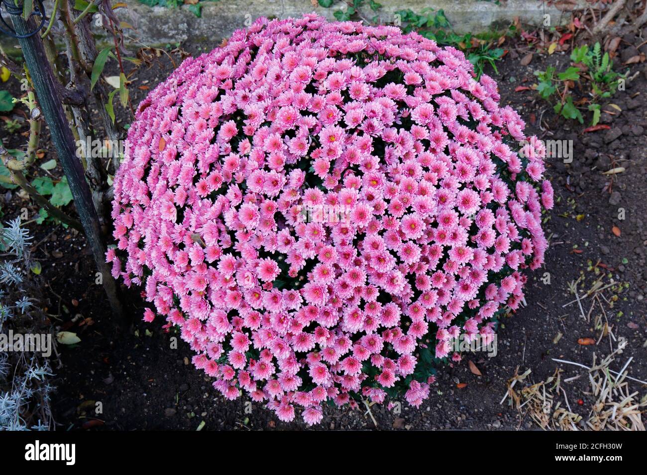 Bush chrysanthemums hi-res stock photography and images - Alamy