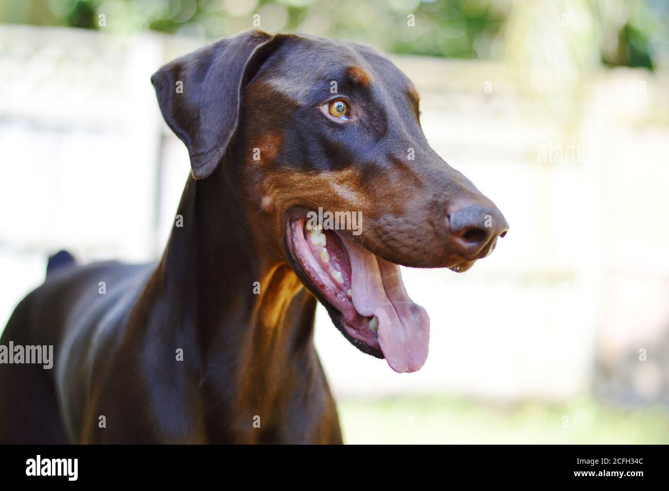 Doberman natural hi-res stock photography and images - Alamy