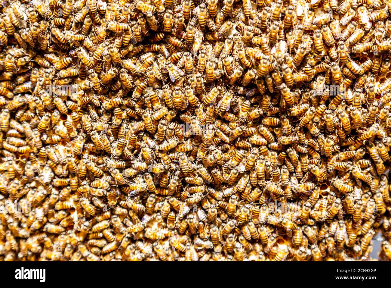 Insects with white wax hi-res stock photography and images - Alamy