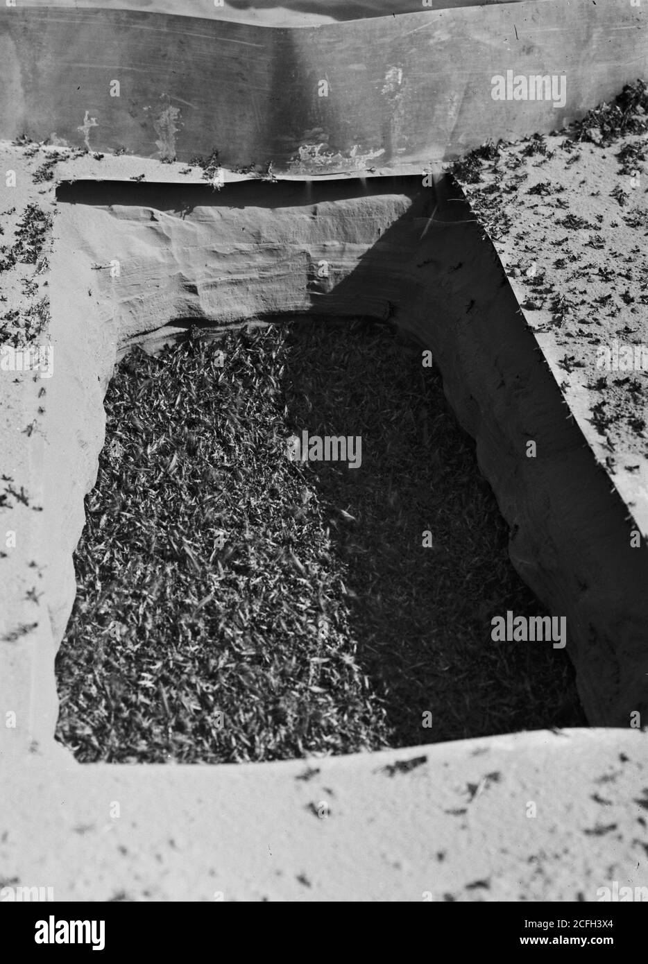 Middle East History - Locust plagues in Palestine. Methods of fighting ...