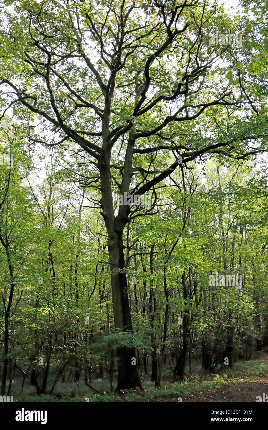 An oak tree in the deciduous forest of Weinviertel, Lower Austria Stock ...
