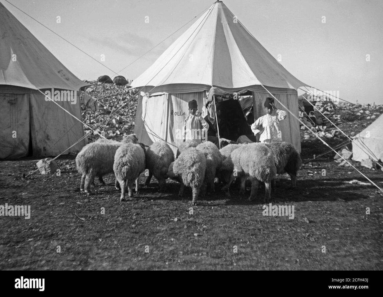 The Samaritan Passover on Mt. Gerizim. Sheep for the sacrifice. ca ...