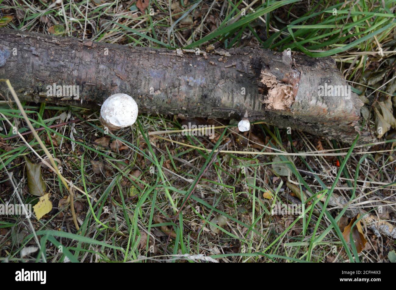 Birch polypore fungus on branch of Birch tree, Magus Muir, Strathkiness ...