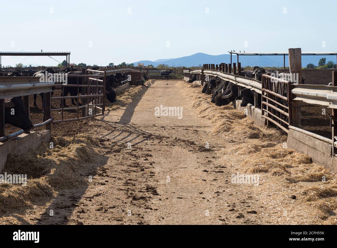 Italian mediterranean buffalo livestock, central corridor with animals ...