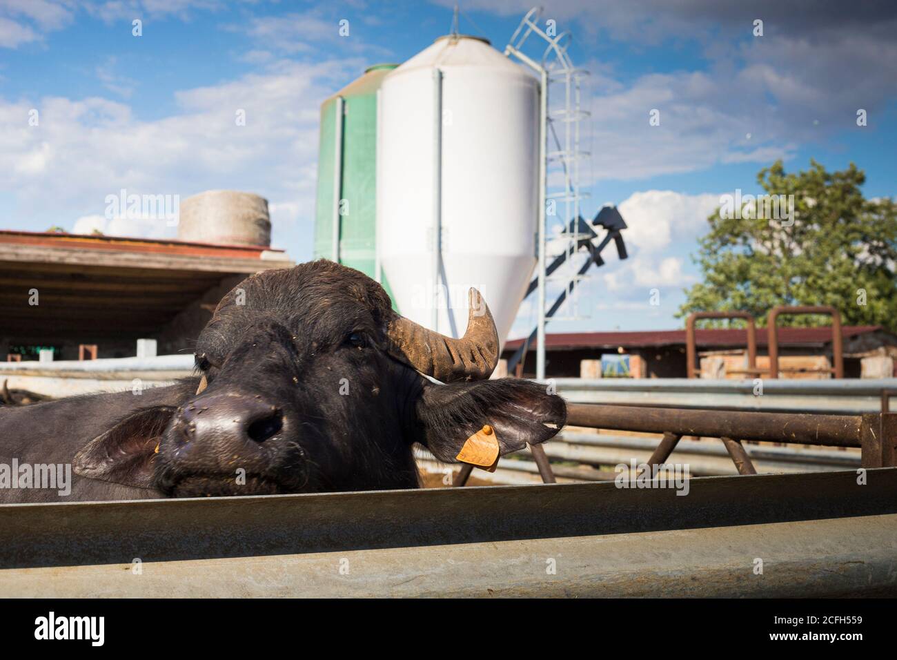 Adult Italian mediterranean buffalo looking at camera in outdoor cow ...