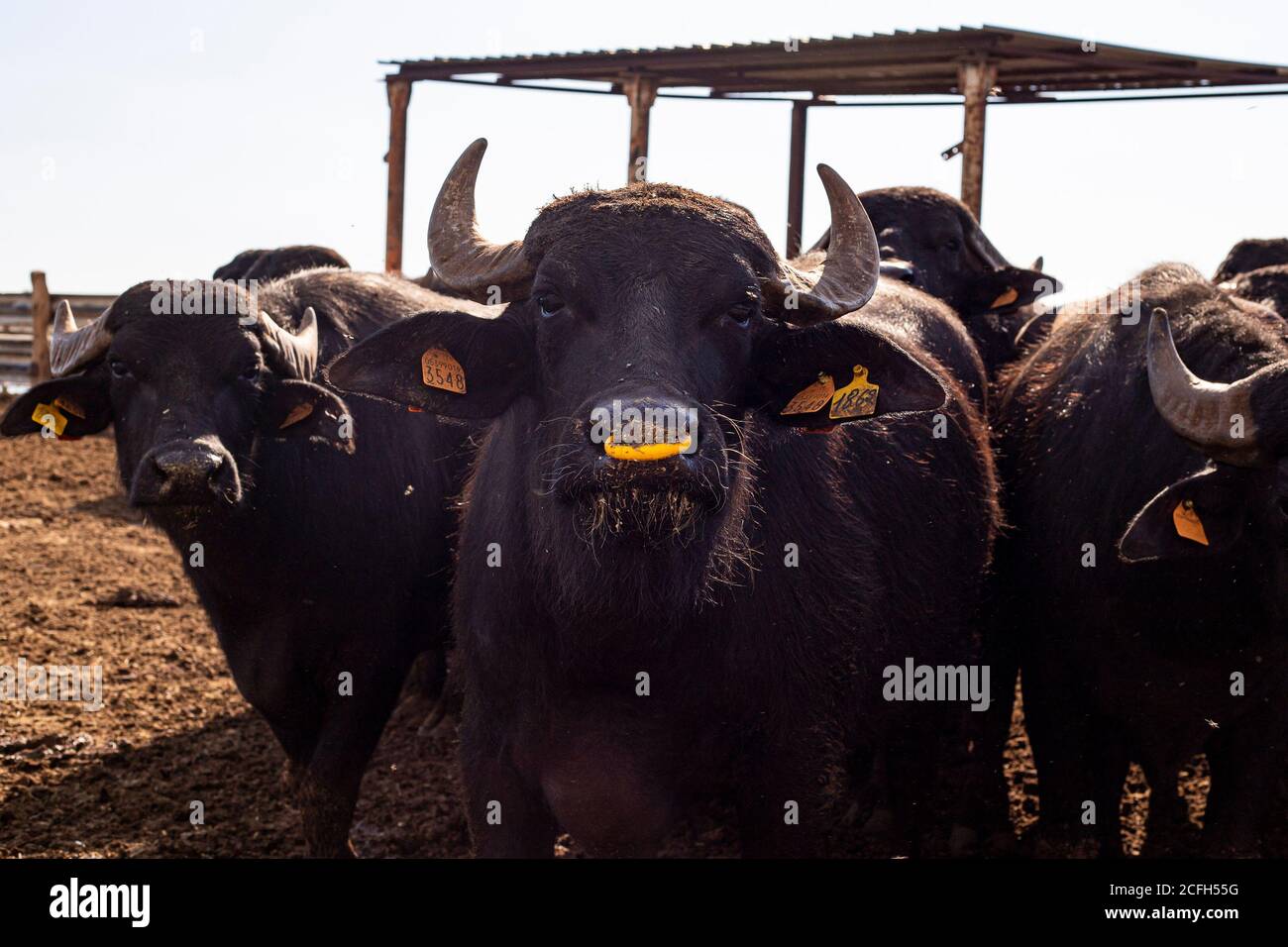 Mediterranean water buffalo hi-res stock photography and images - Alamy