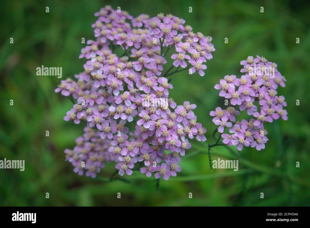 Achillea millefolium, known commonly as yarrow. Wildflower Stock Photo ...