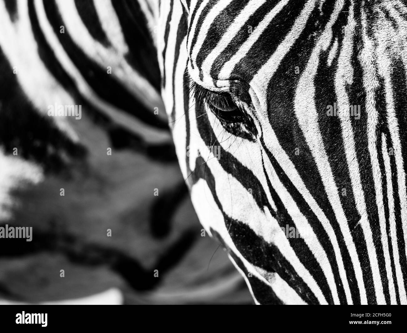 Zebra close-up portrait. Detailed view head with stripes Stock Photo ...