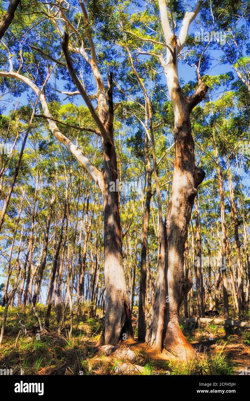 Giant double gum tree in native forest of Booderee national park of ...