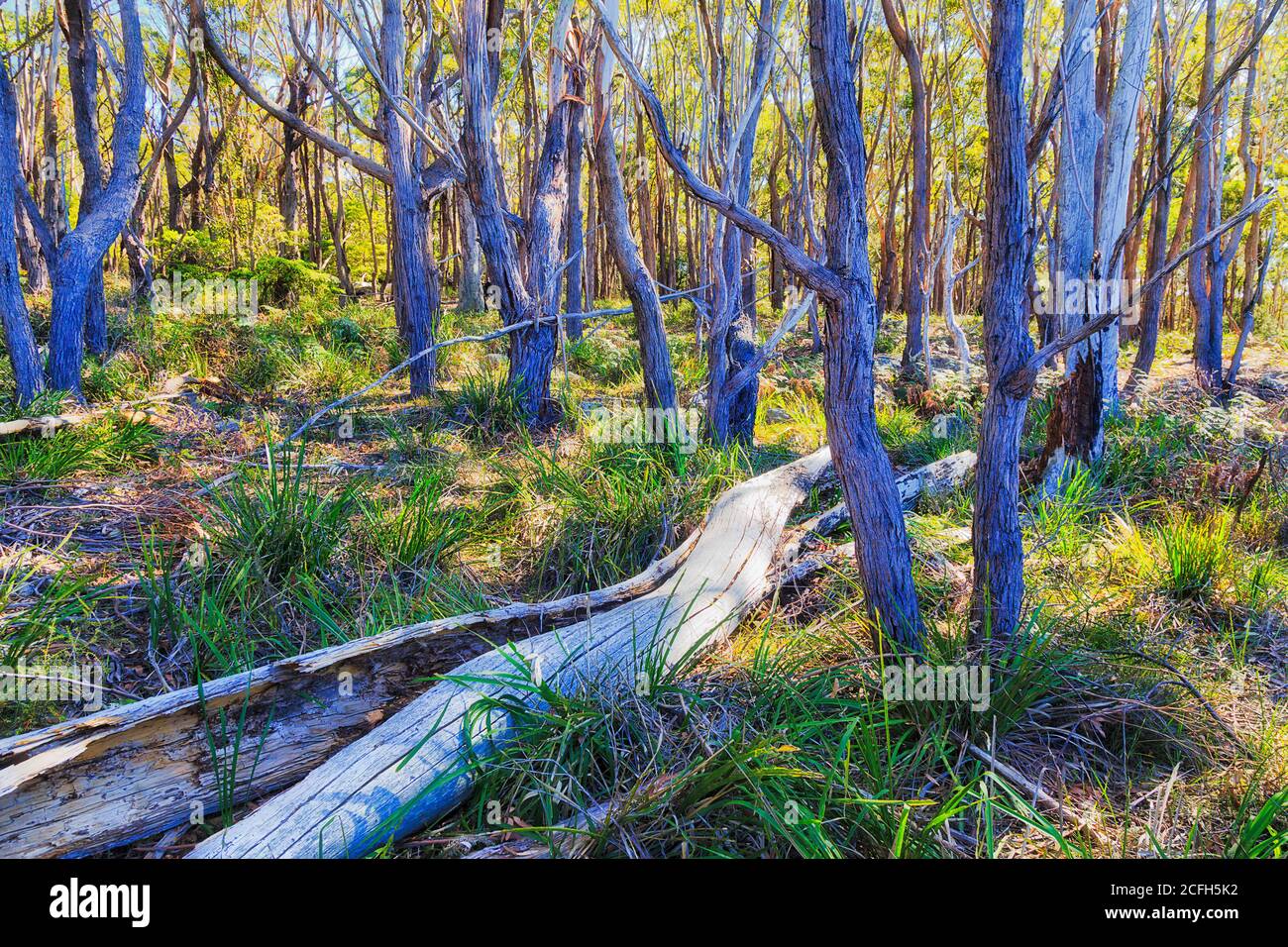 Bright natural gumtree forest in Booderee national park of Australia ...