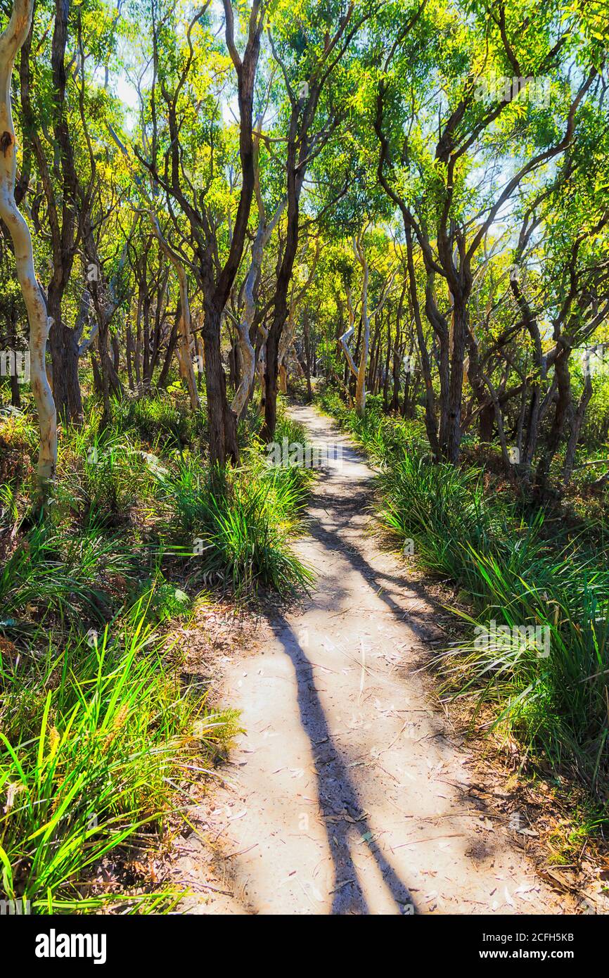 Bushwalking track under evergreen gum trees in Booderee national park ...