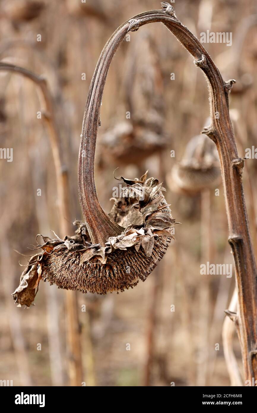 Sunflower autumn time hi-res stock photography and images - Alamy