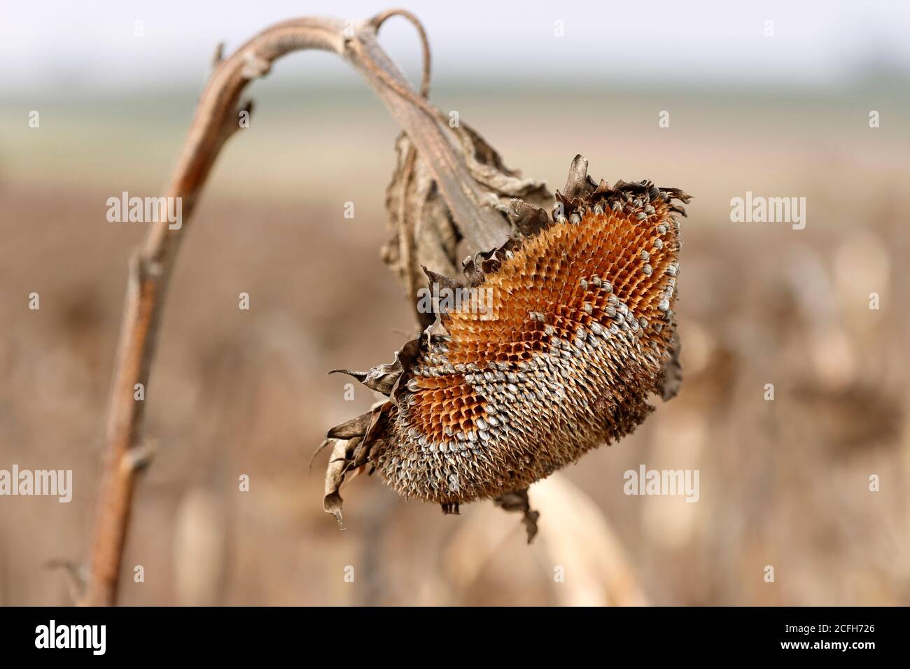 Sunflower autumn time hi-res stock photography and images - Alamy