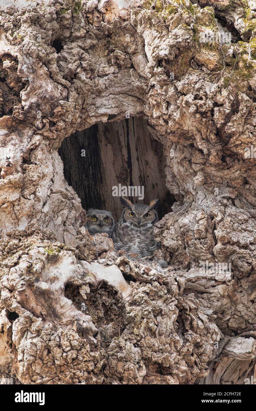 Great Horned Owl (Bubo virginianus) cavity nest Stock Photo - Alamy