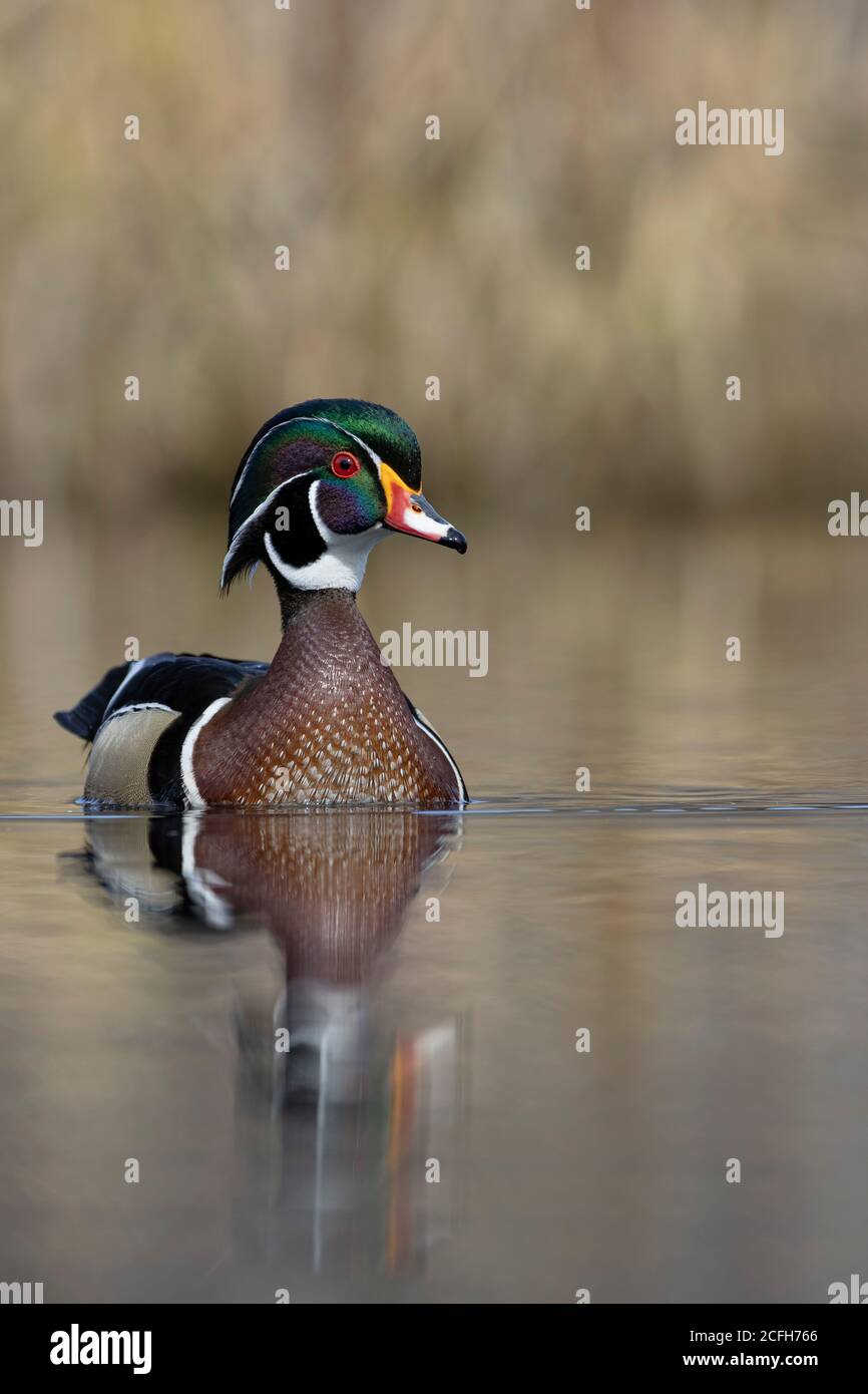 Full duck hi-res stock photography and images - Alamy