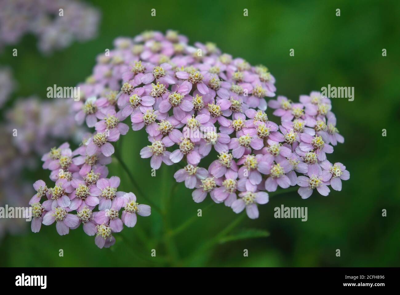 Achillea millefolium, known commonly as yarrow. Wildflower Stock Photo ...
