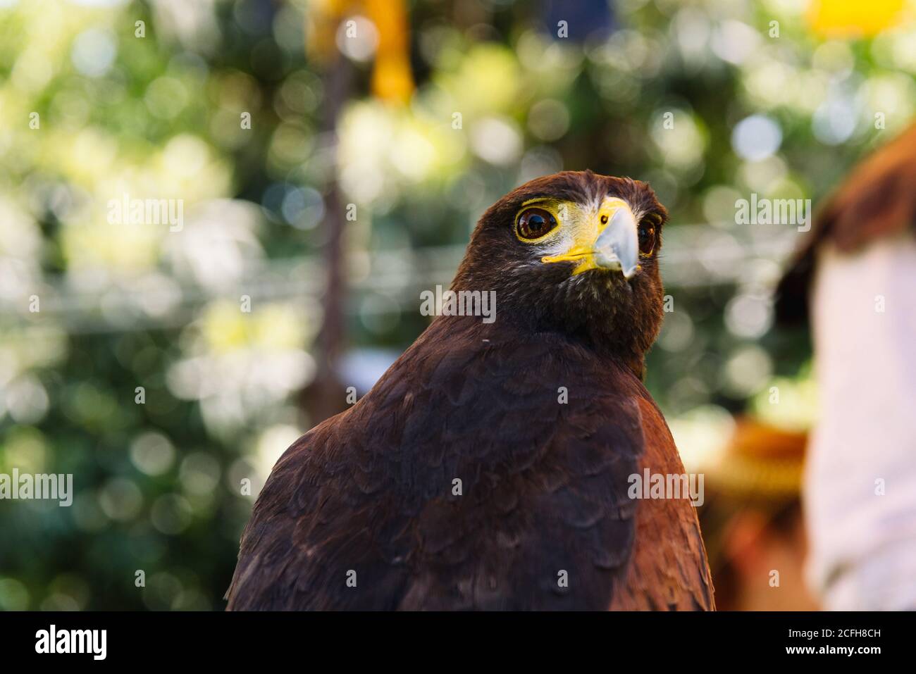 Peregrine saker falcon hi-res stock photography and images - Alamy