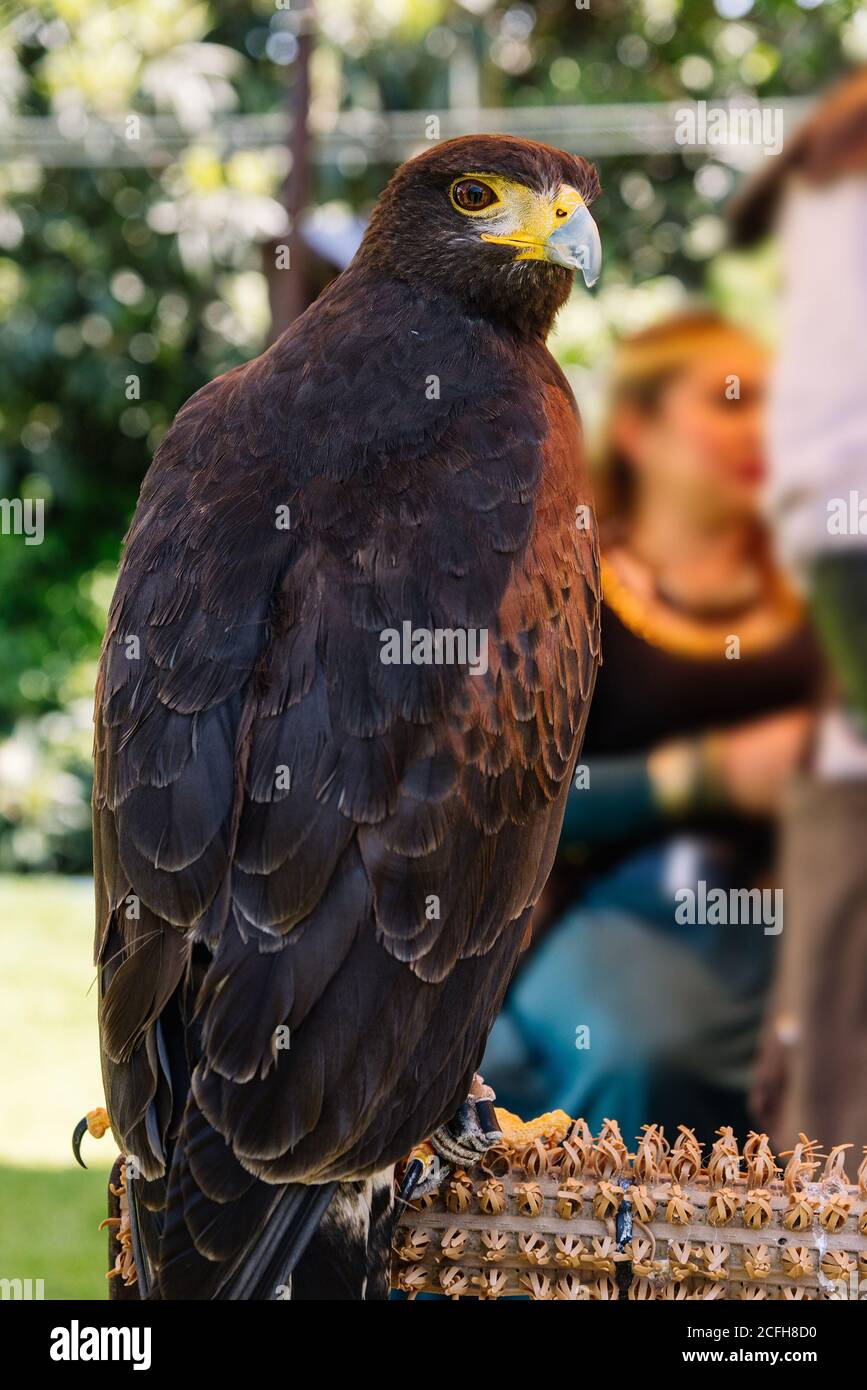 Peregrine saker falcon hi-res stock photography and images - Alamy