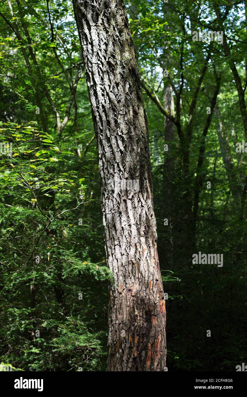 Sassafras tree hi-res stock photography and images - Alamy