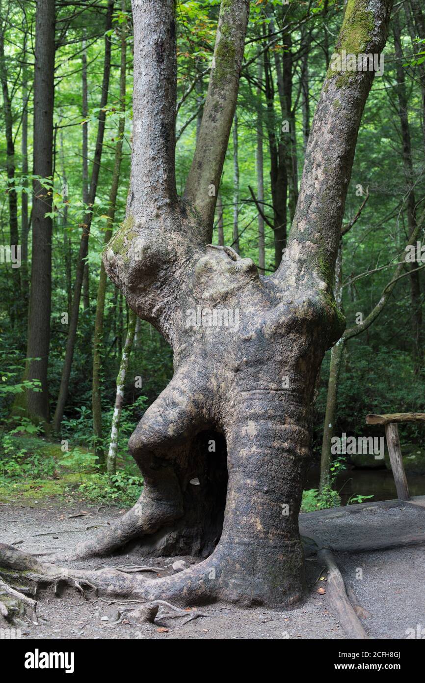 An oddly shaped tree at Great Smoky Mountains National Park in the ...