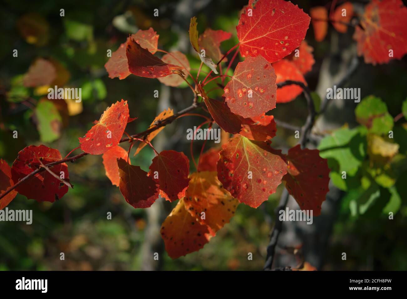 Aspen tree branch hi-res stock photography and images - Alamy