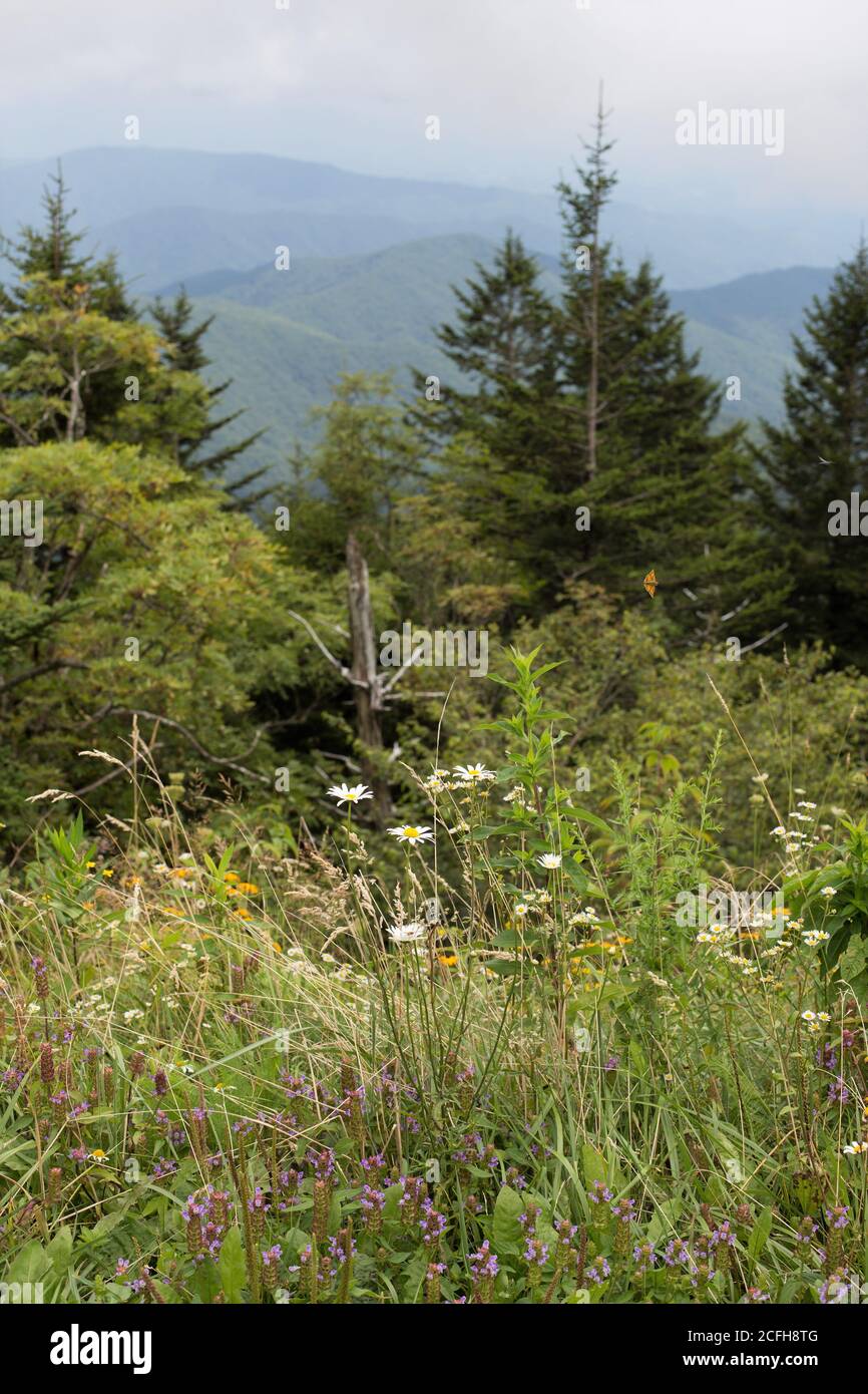 Wildflowers growing at Great Smoky Mountains National Park in the ...