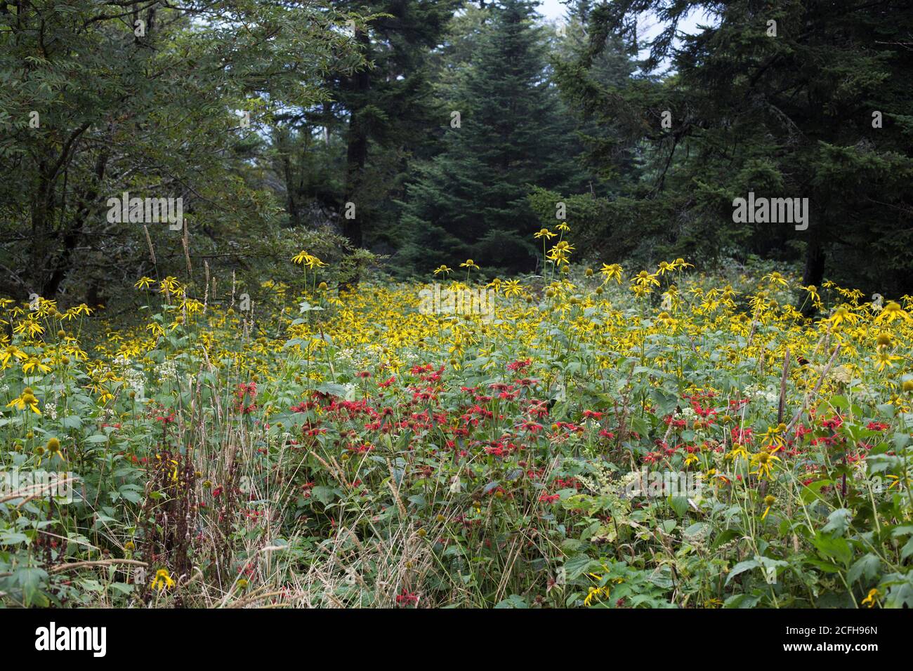 Wildflowers growing at Great Smoky Mountains National Park in the ...