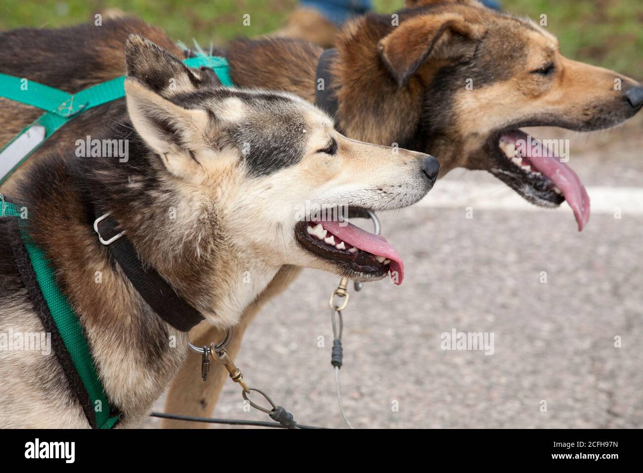 Wheeled dog sled hi-res stock photography and images - Alamy