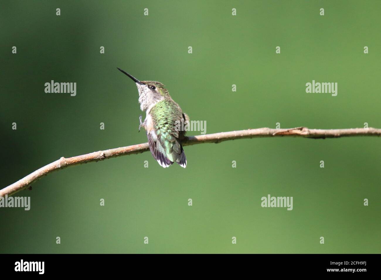 Iridescent hummingbirds hi-res stock photography and images - Alamy