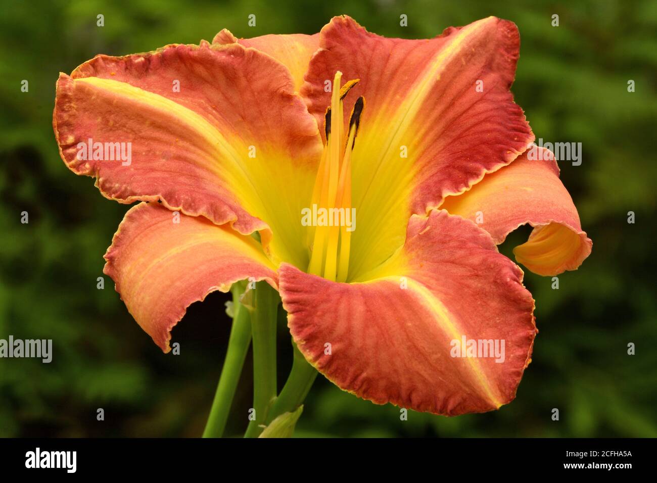Closeup of colorful daylily blossom (Hemerocallis) with ruffled vibrant ...