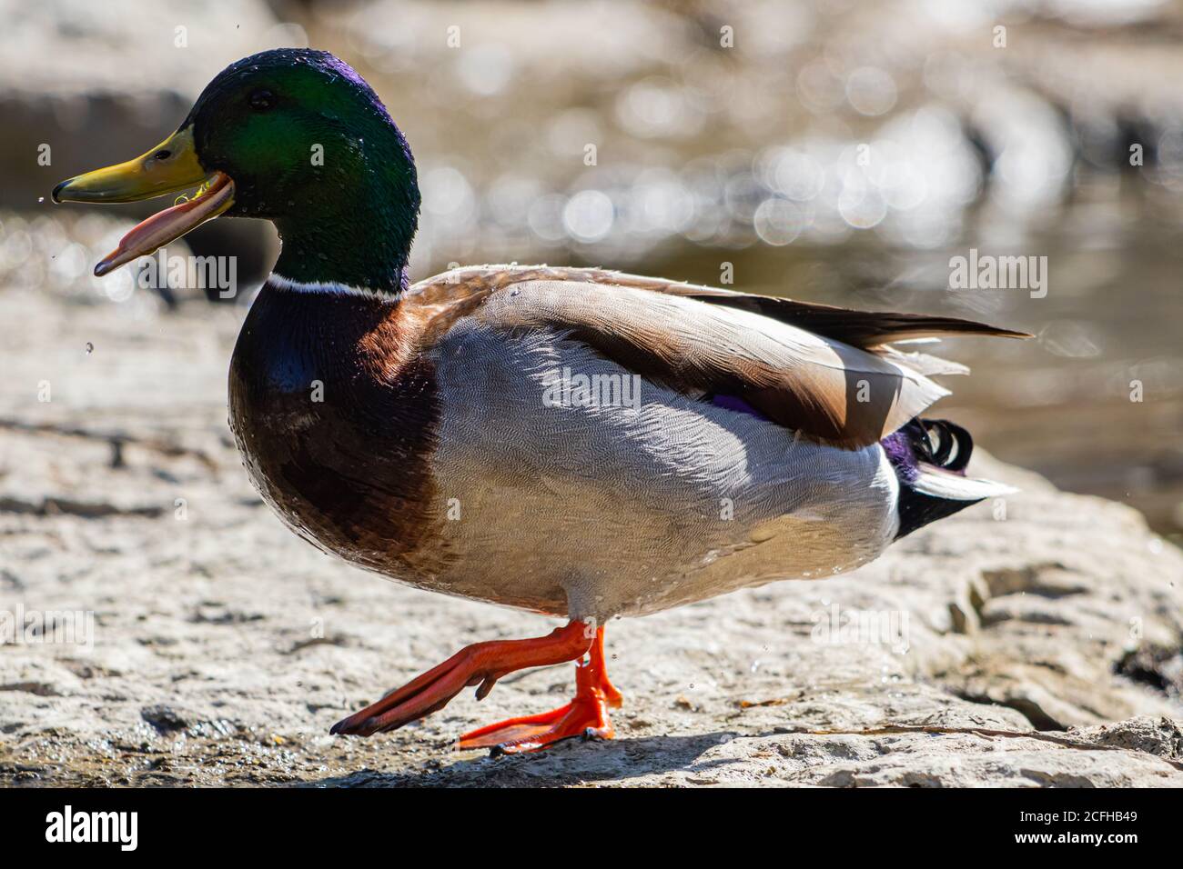 Duck walking hi-res stock photography and images - Alamy
