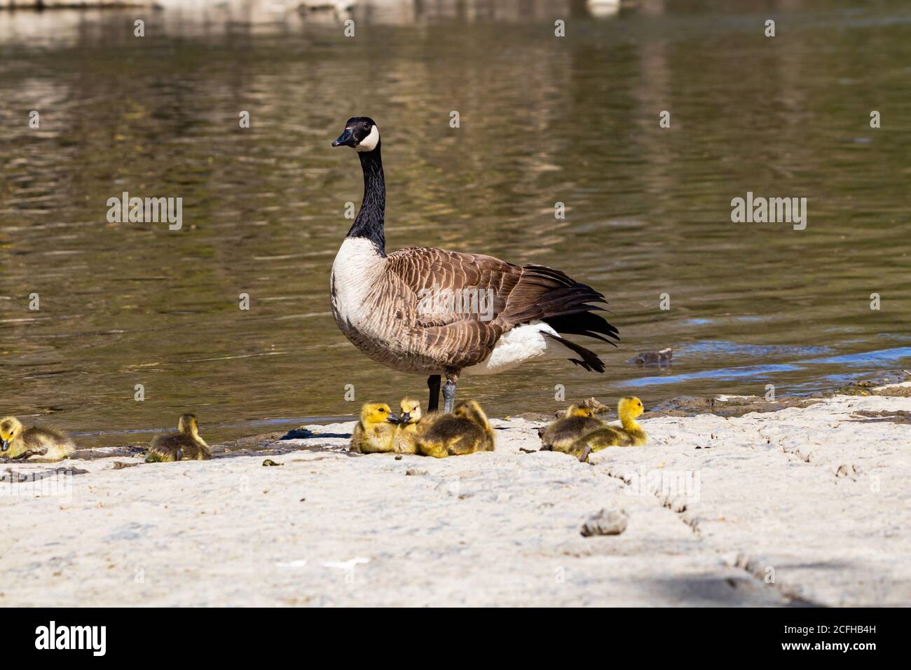 Canadian Goose with her chicks looking around Stock Photo - Alamy